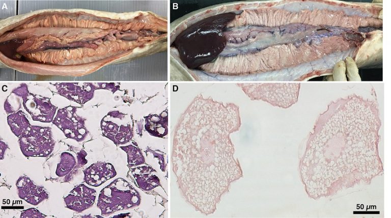 Occurrence and ecological implication of a tropical anguillid eel ...